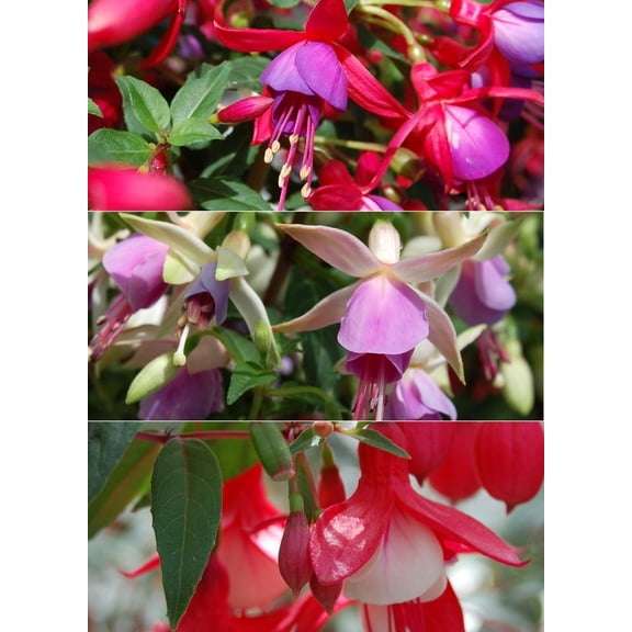 Fuschia Plant