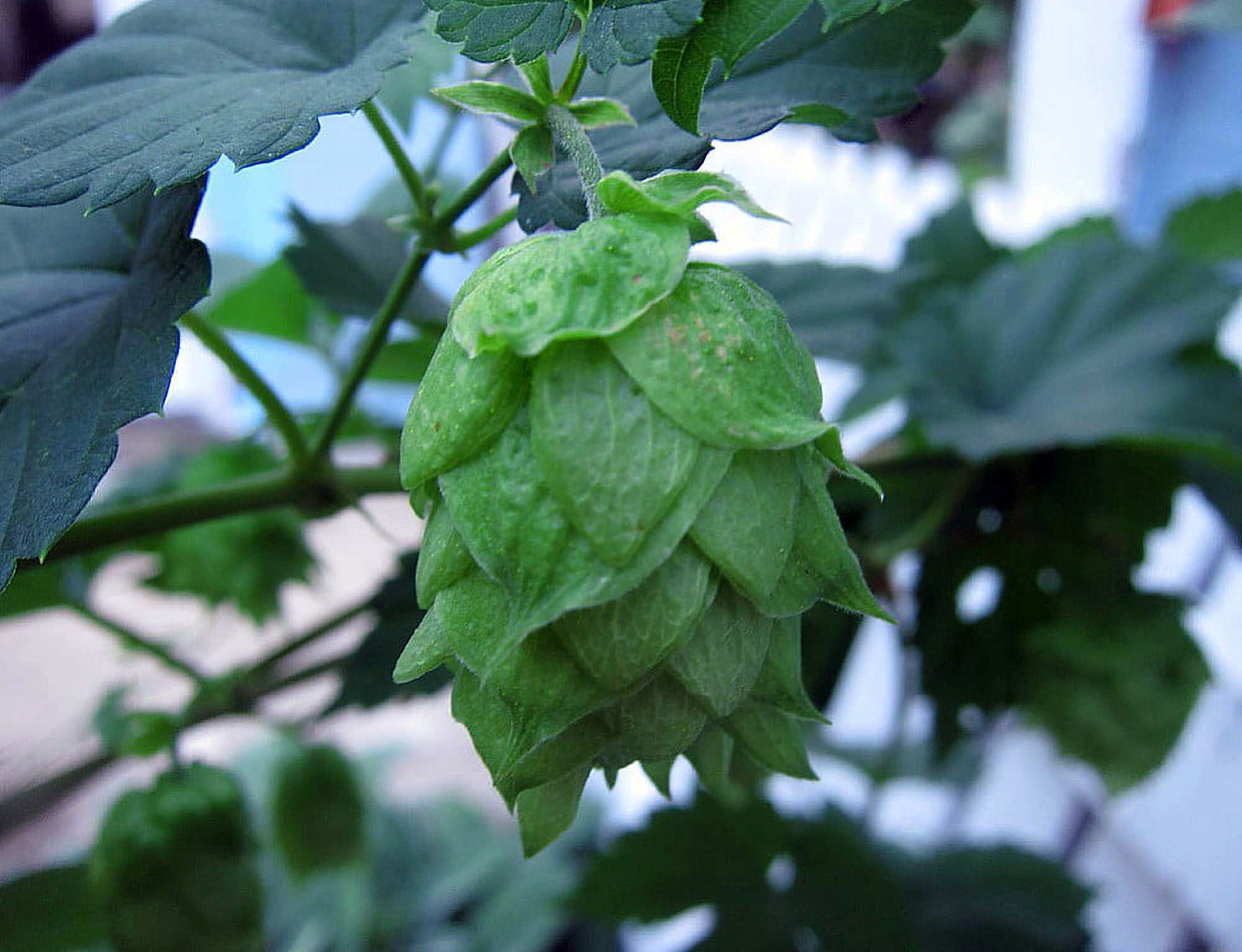 Fuggle Beer Hops Vine - Humulus - Grow your own Beer! - 4" Pot ...
