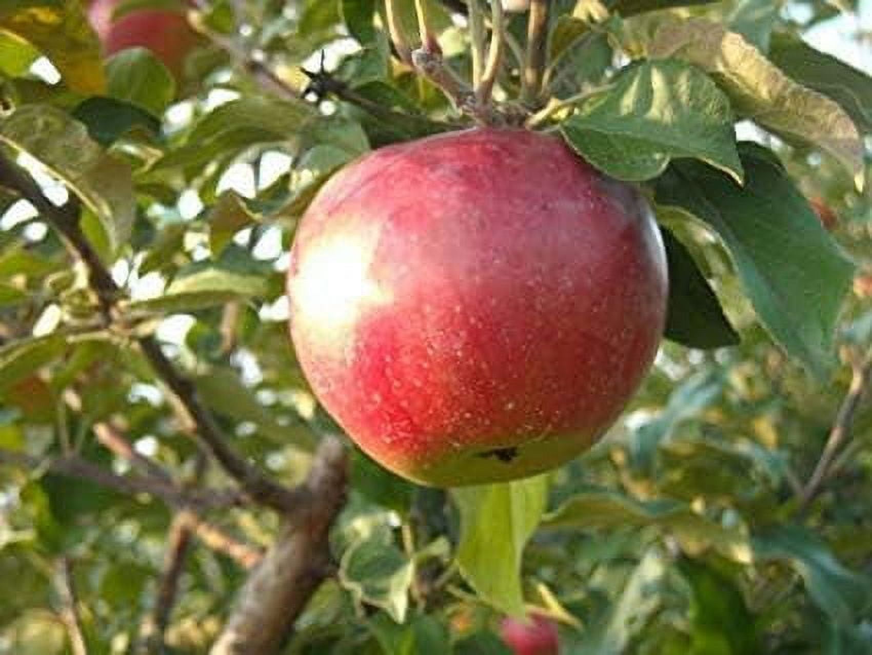 Fuji Apple Fruit Tree Seeds, 10 Quality Tree Seeds, 70-90% Germination ...