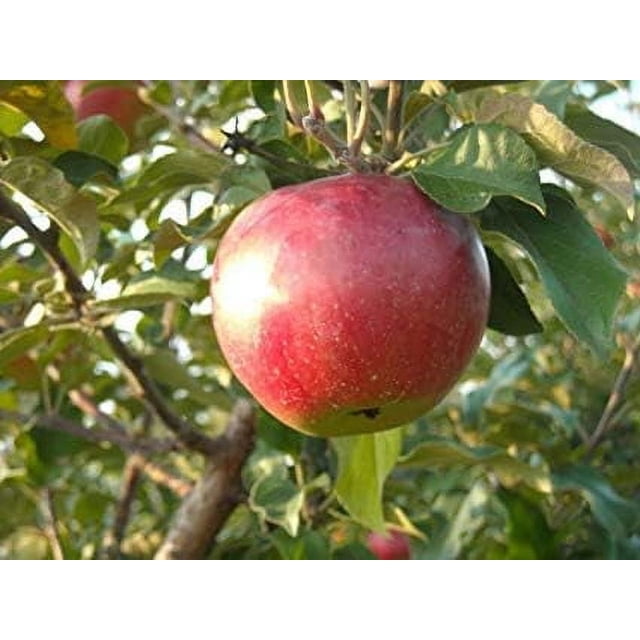 Fuji Apple Fruit Tree Seeds, 10 Quality Tree Seeds, 70-90% Germination ...