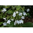 Fuji Waterfall Hydrangea 3 Gallon Flower Plant Pixies Gardens - Walmart.com