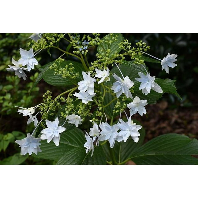 Fuji Waterfall Hydrangea 3 Gallon Flower Plant Pixies Gardens - Walmart.com