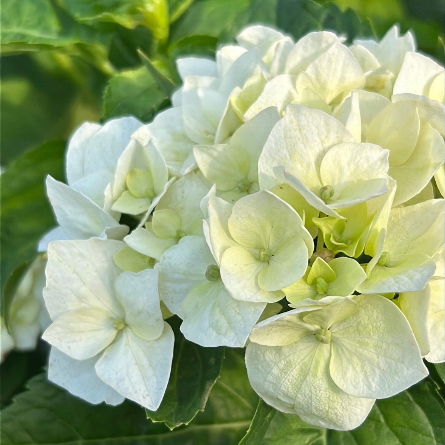 Fuji Waterfall Hydrangea - 3 Gallon Pot - Walmart.com