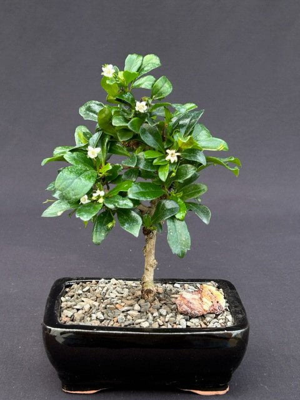 Fukien Tea Bonsai Tree - Small Straight Trunk Style (ehretia ...