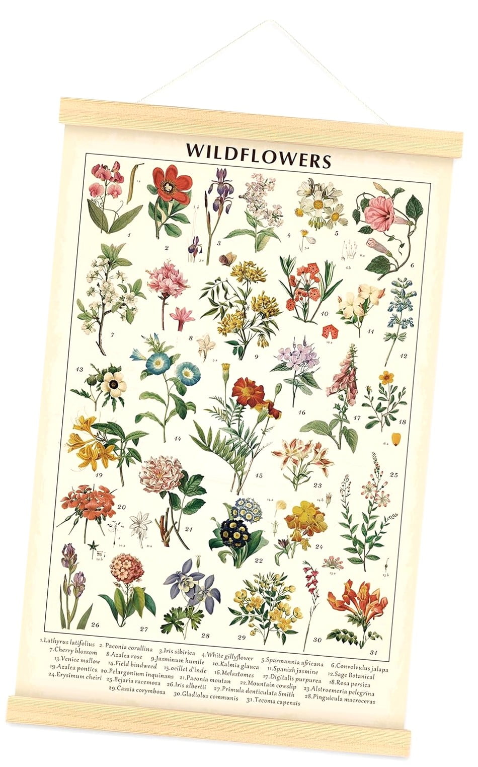 Fuliko Wildflowers Poster Botanical Wall Prints Style of Floral Wall ...