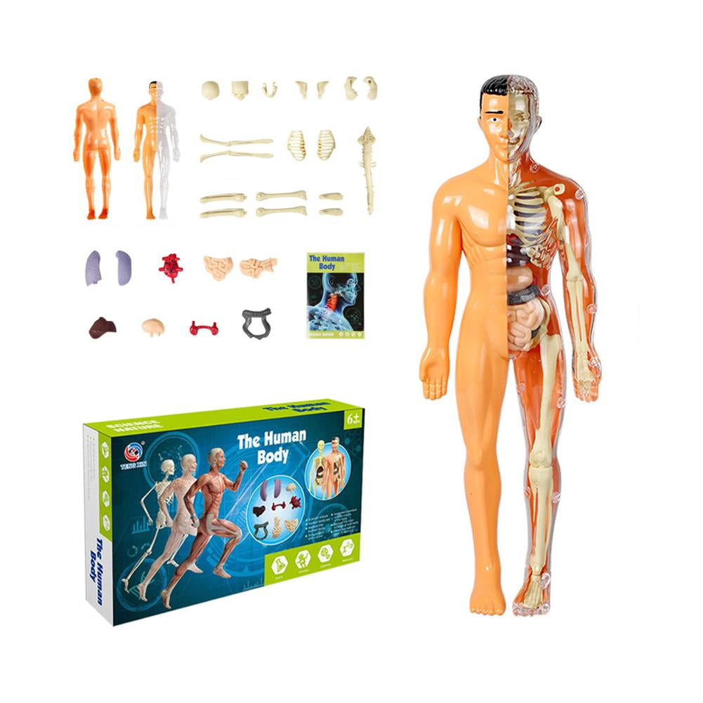 Full Body Model Color Box Bhuman Body Model Childrens Toys Stem Cognitive Science And Education ...