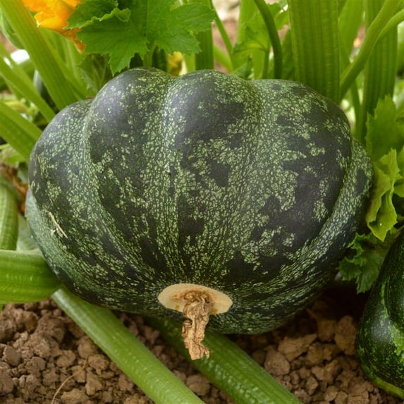 Full Eclipse F1 Hybrid Squash Seeds – 5 Lb ~20,000 Seeds – Cucurbita pepo – Dark Green Scallop ...