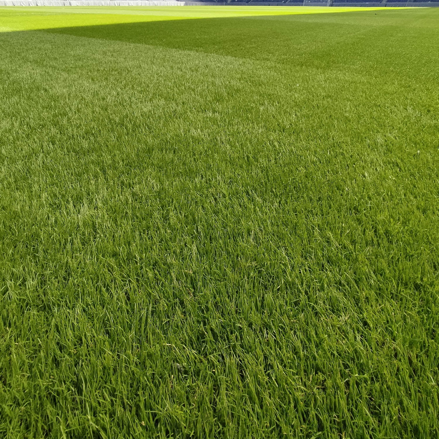 Full House Monaco & Hollywood Drought Tolerant Bermuda Grass Seed - 10 ...