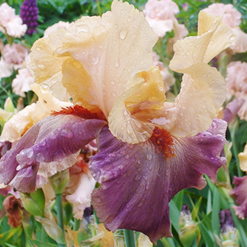 Full of Magic Bearded Iris Flower Bulbs - Attracts Butterflies and ...