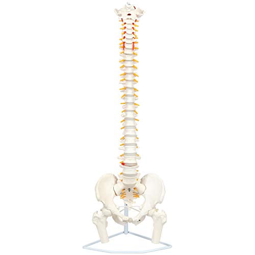 Full Size Ultra Flexible Spine Model with Removable Femur Heads ...