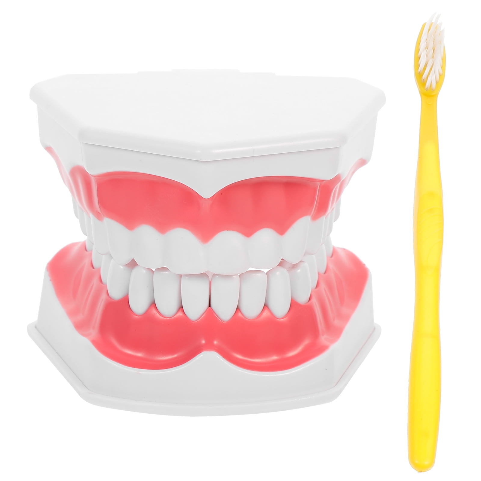 Full Teeth Teaching Model Tool Denture Teeth Display Model with ...