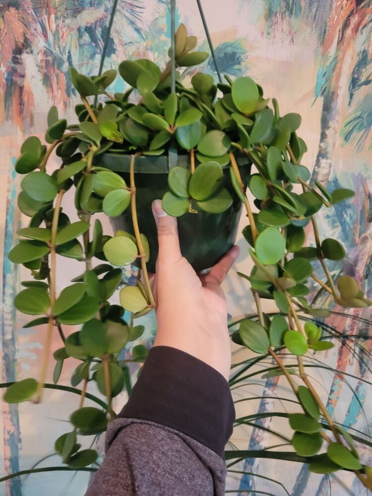 Full Trailing " Hanging Basket Pepperomia String Of Coins - Walmart.com
