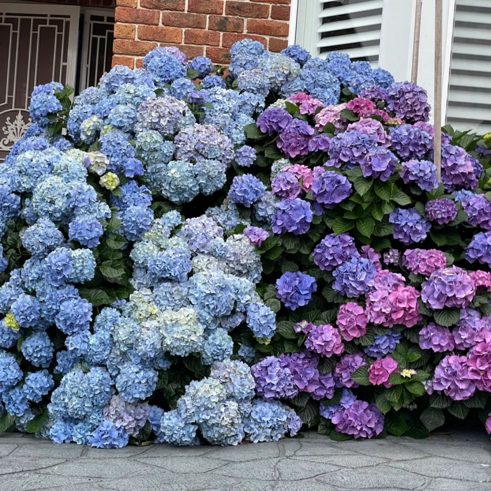 Full hydrangea bulbs, ornamental flowers, easy to create a dream garden ...