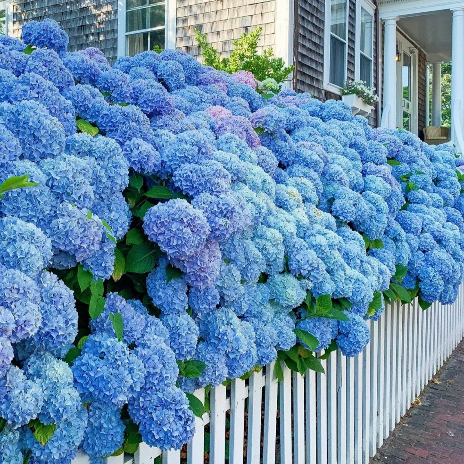 Full hydrangeas, professional garden planting, embellishment of gardens ...