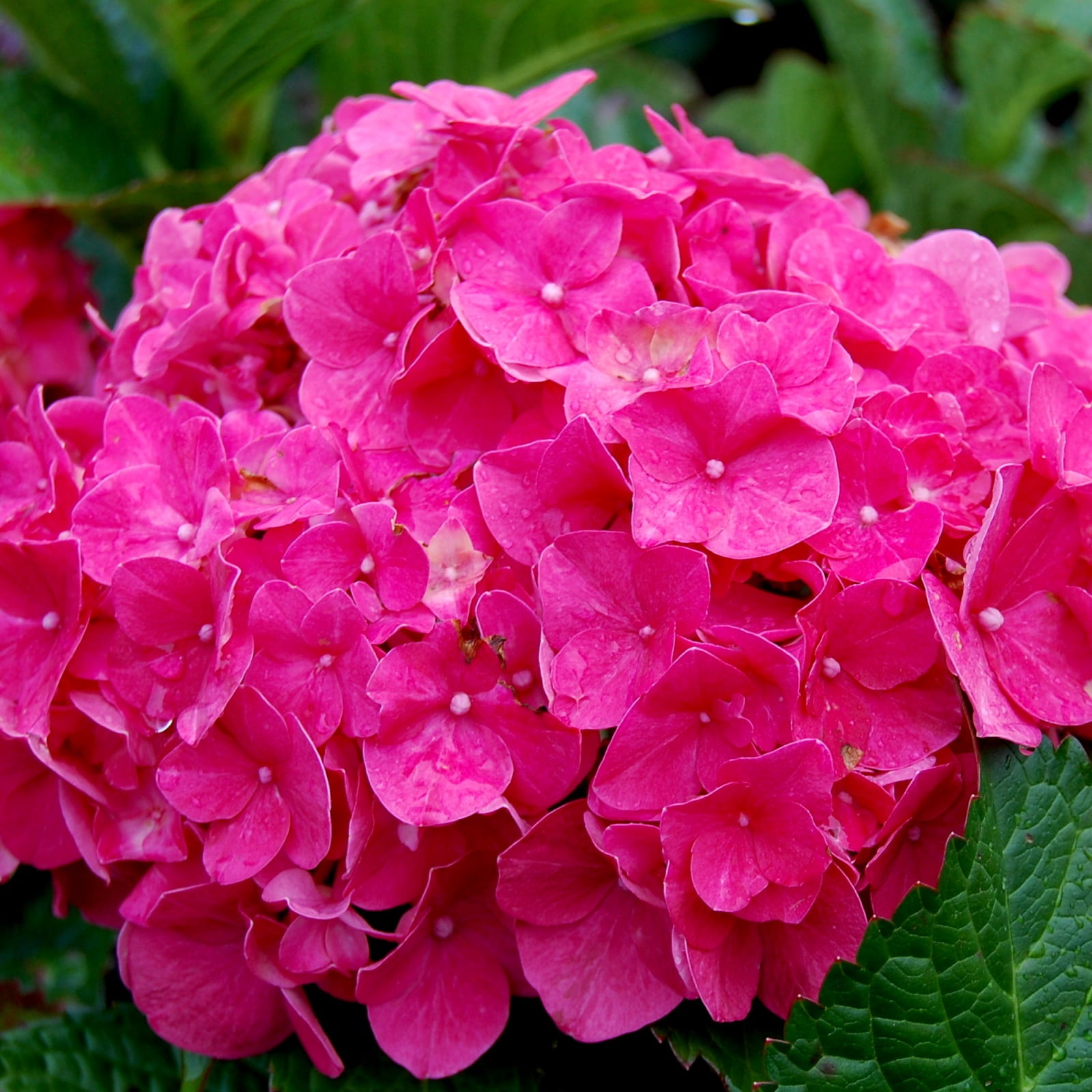 Full hydrangeas, professional garden planting, embellishment of gardens ...