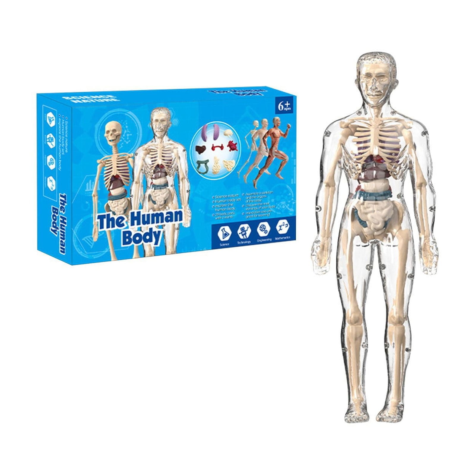 Fully Transparent Human Anatomy Model for Kids – 3D Removable Organs ...