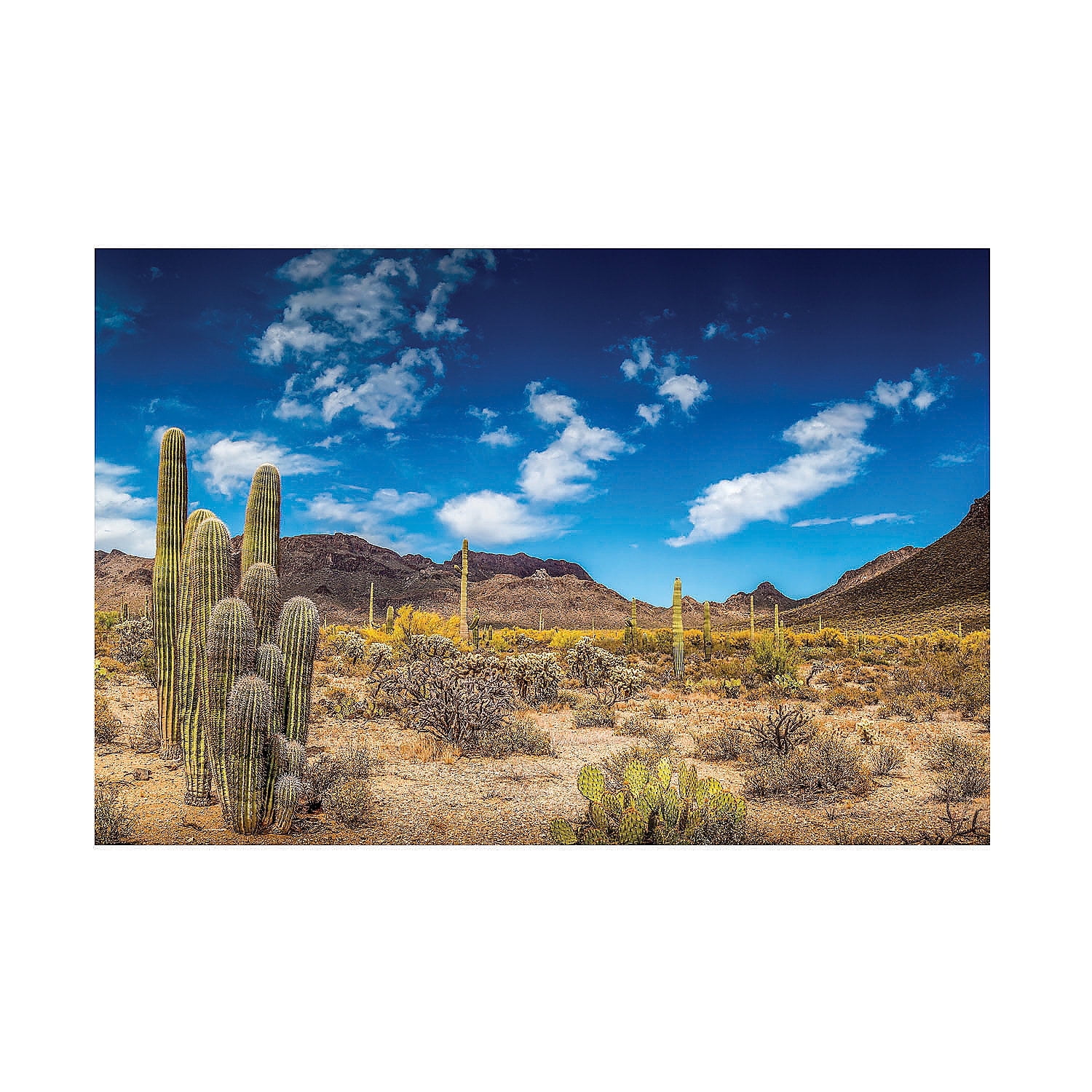 Fun Express Desert Cactus Backdrop Banner Set - Vibrant Party Decor for ...