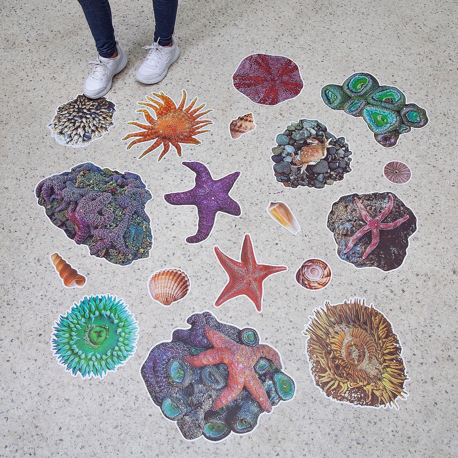 Fun Express Rocky Beach VBS Shoreline Floor Decals - 18 Piece, Vacation ...