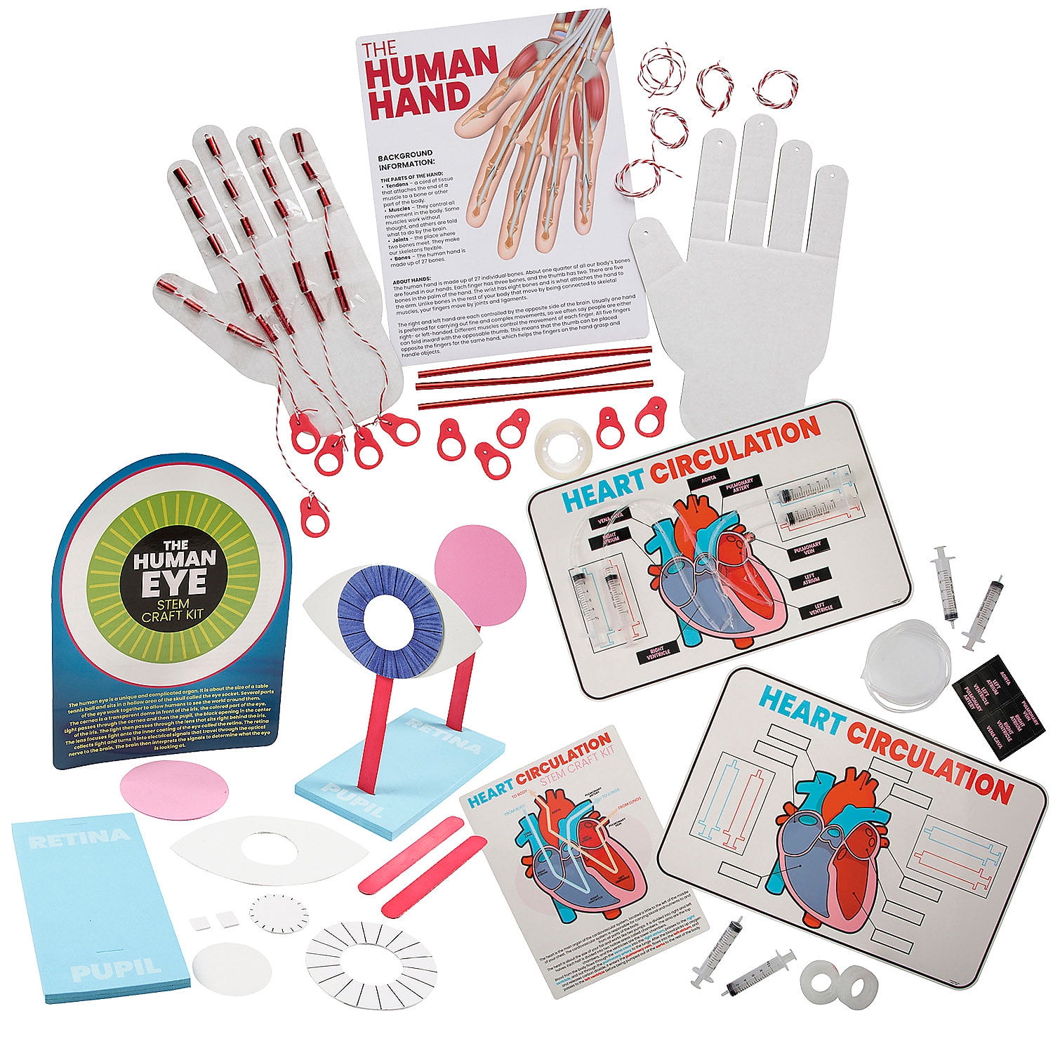 Fun Express STEM Anatomy Activity Learning Challenge Craft Kit - Makes ...