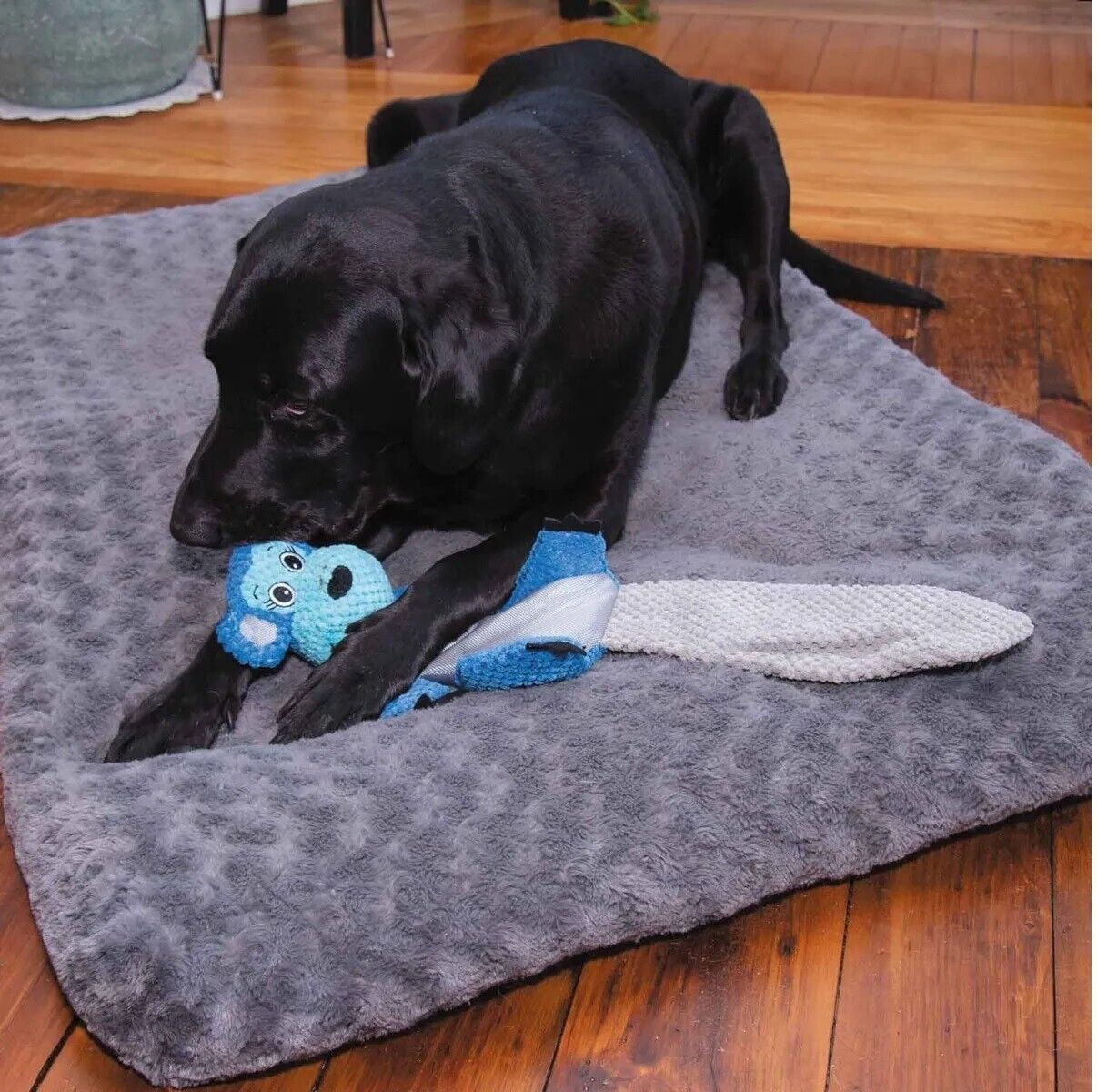 Fun Flattie Stuffing Free Dog Soft Squeak Toys Cuddle Snuggle Toss Many ...