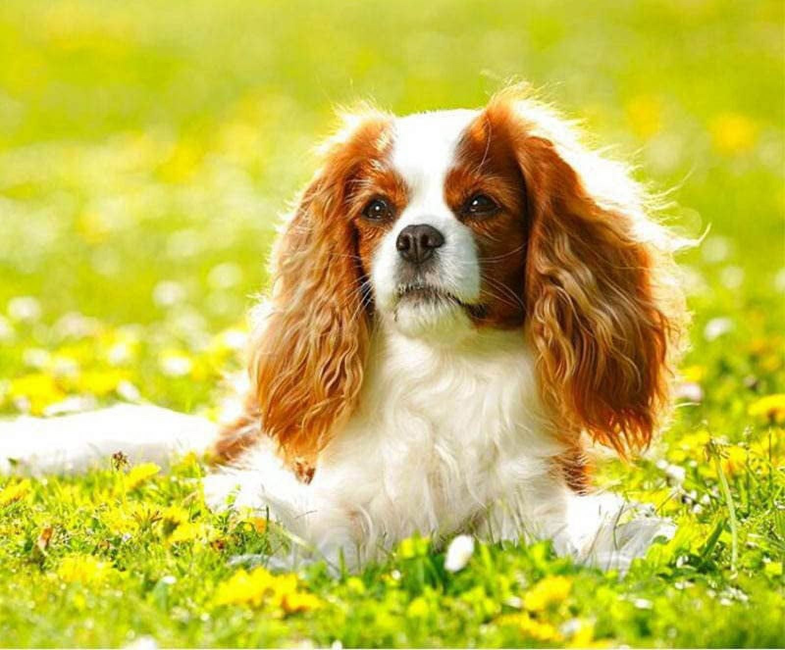 Fun Jigsaw Puzzle for Adults 1000 Pieces Cavalier King Charles Spaniel ...