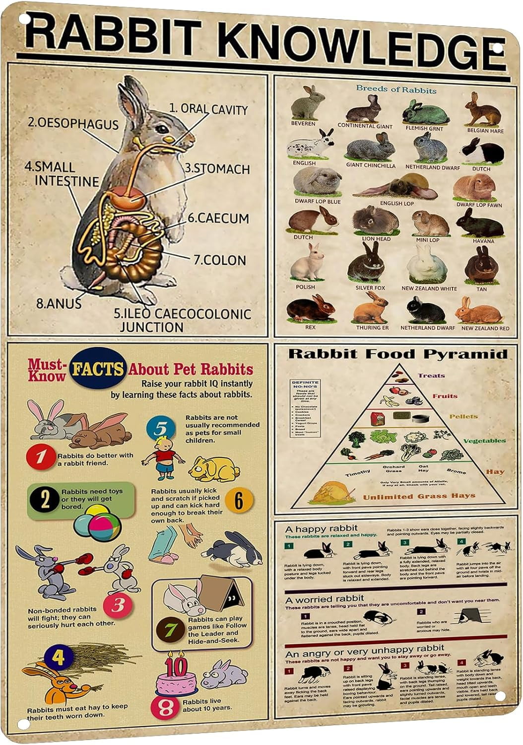 Fun Rabbit Knowledge Metal Tin Sign - Rabbit Breeds & Anatomy Tin Sign ...