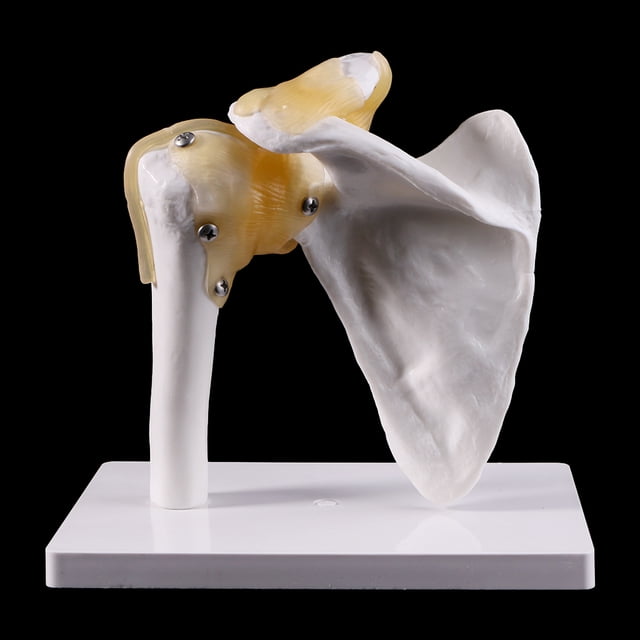 Functional Anatomical Life Size Human Anatomy Skeleton Shoulder Joint ...