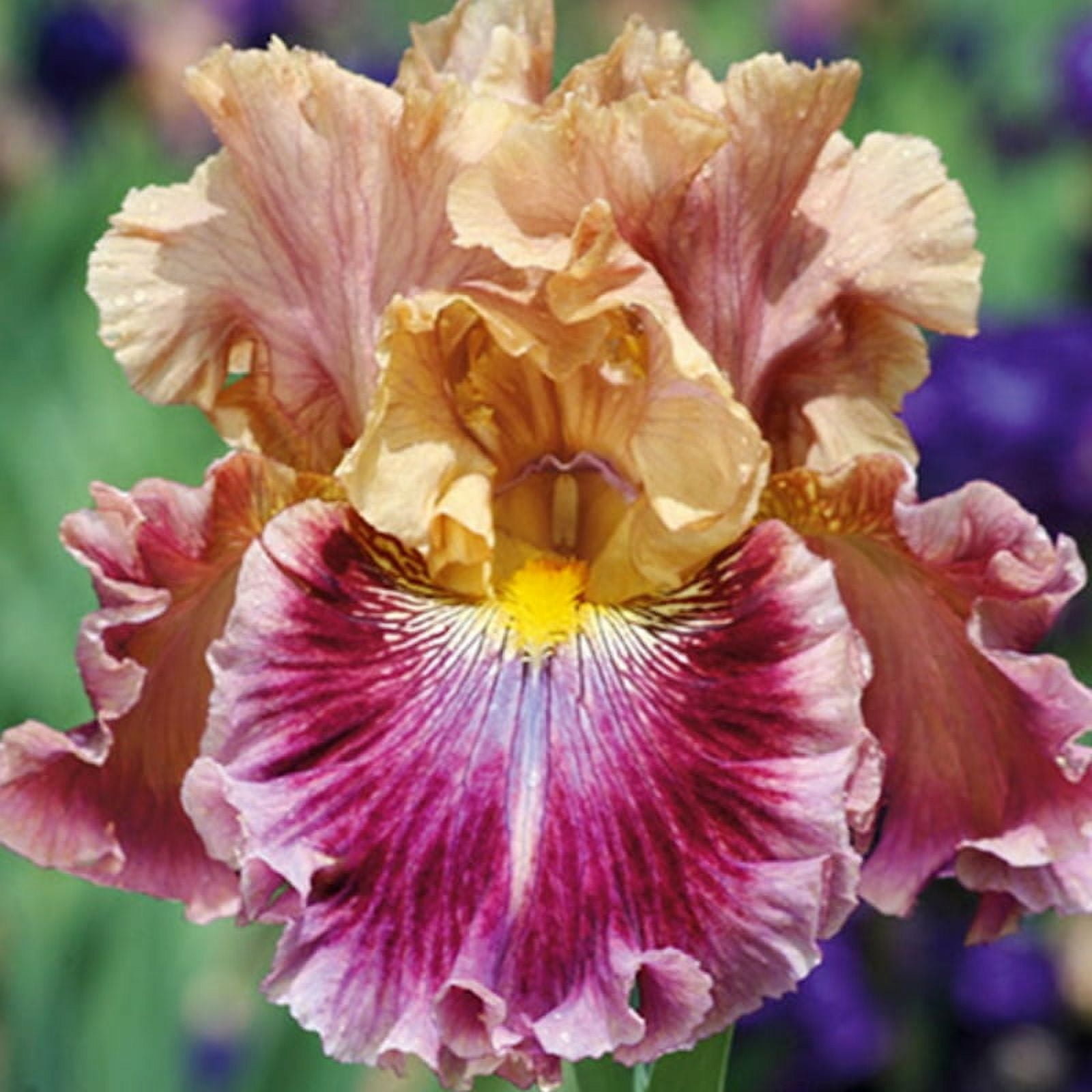 Funday Monday Bearded Iris - Live Outdoor Nursery Garden Perennial ...