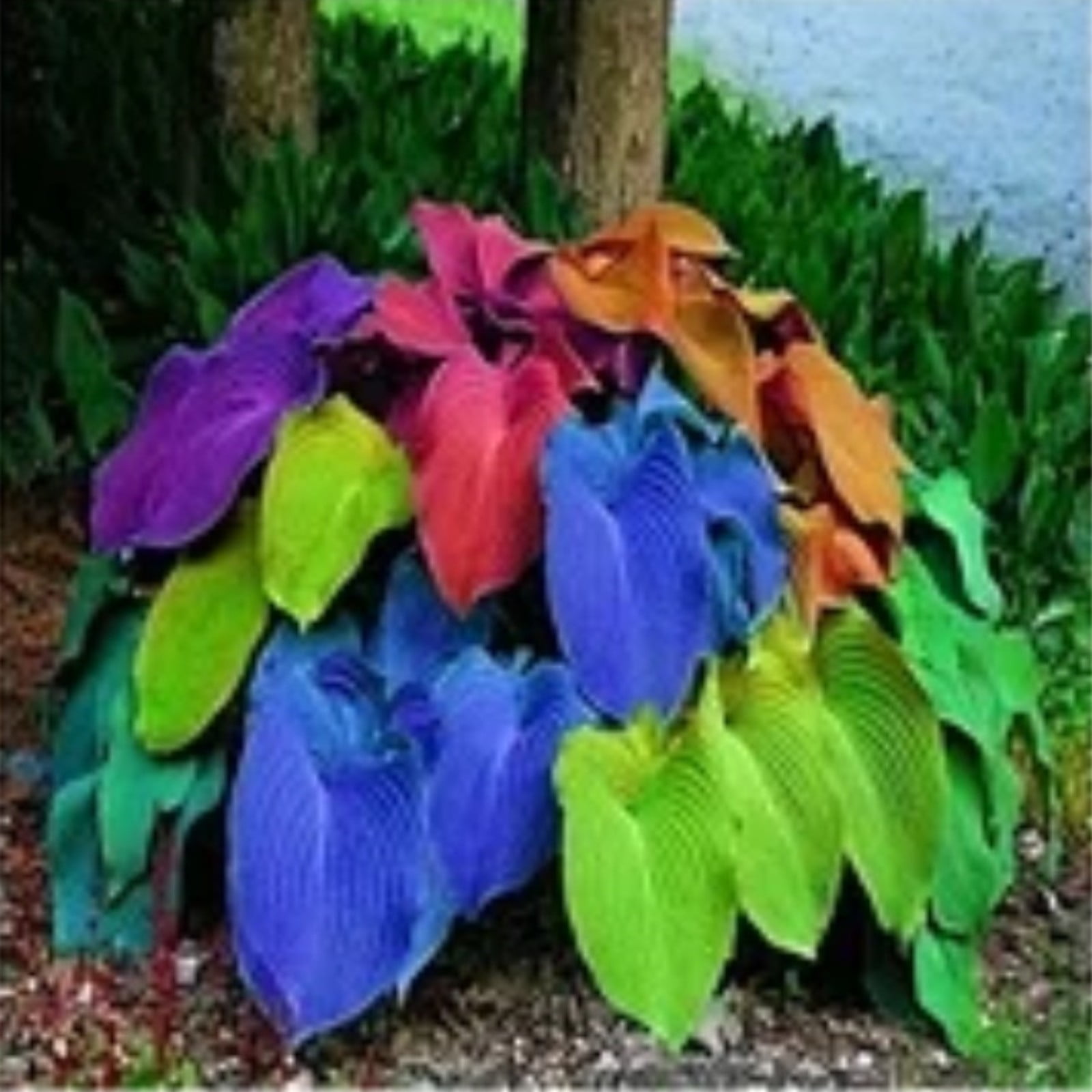 Funkien,Hosta For Planting Perennial,Beautify Environment,Outdoor,Pots ...