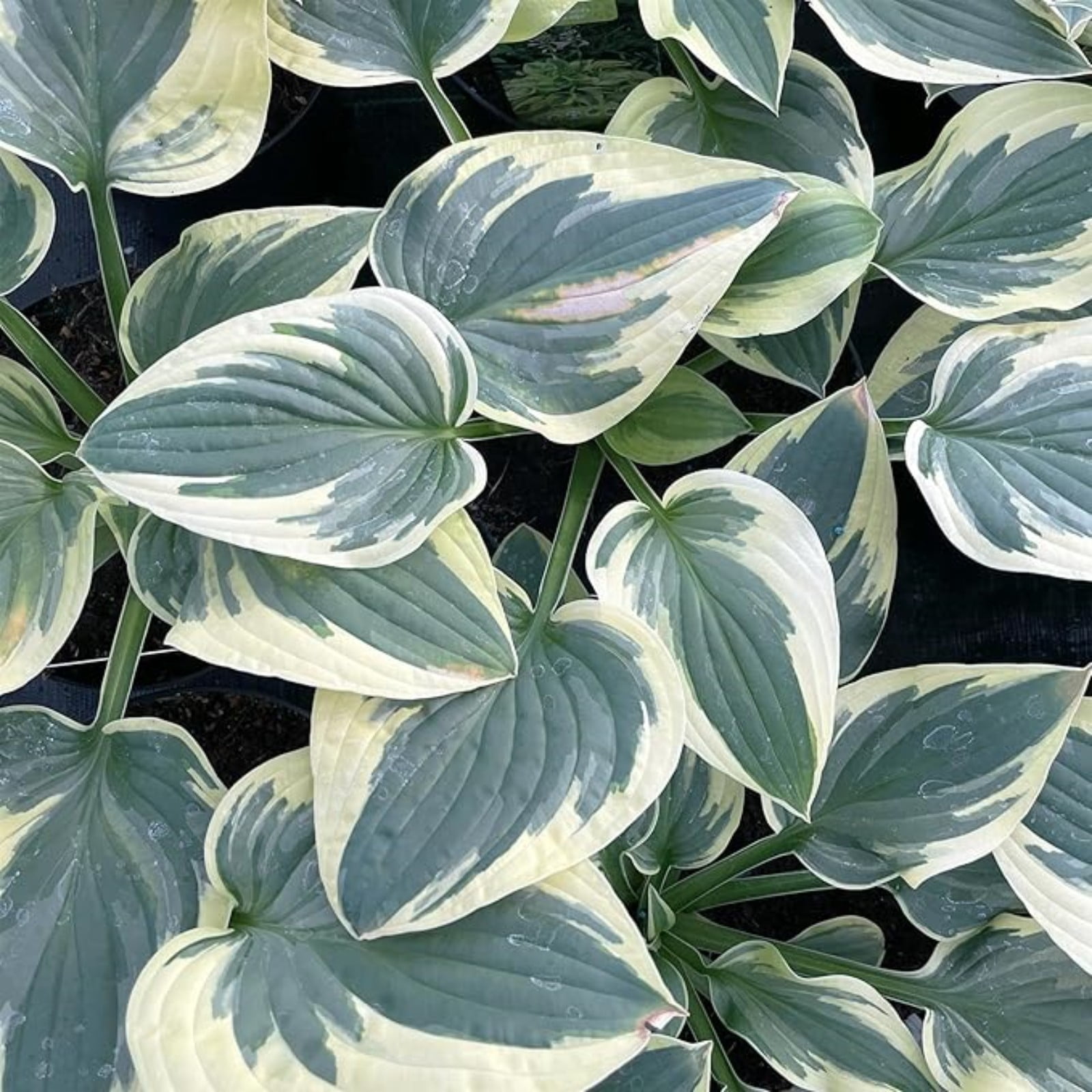 Funkien,Hosta For Planting Perennial,Beautify Environment,Outdoor,Pots ...