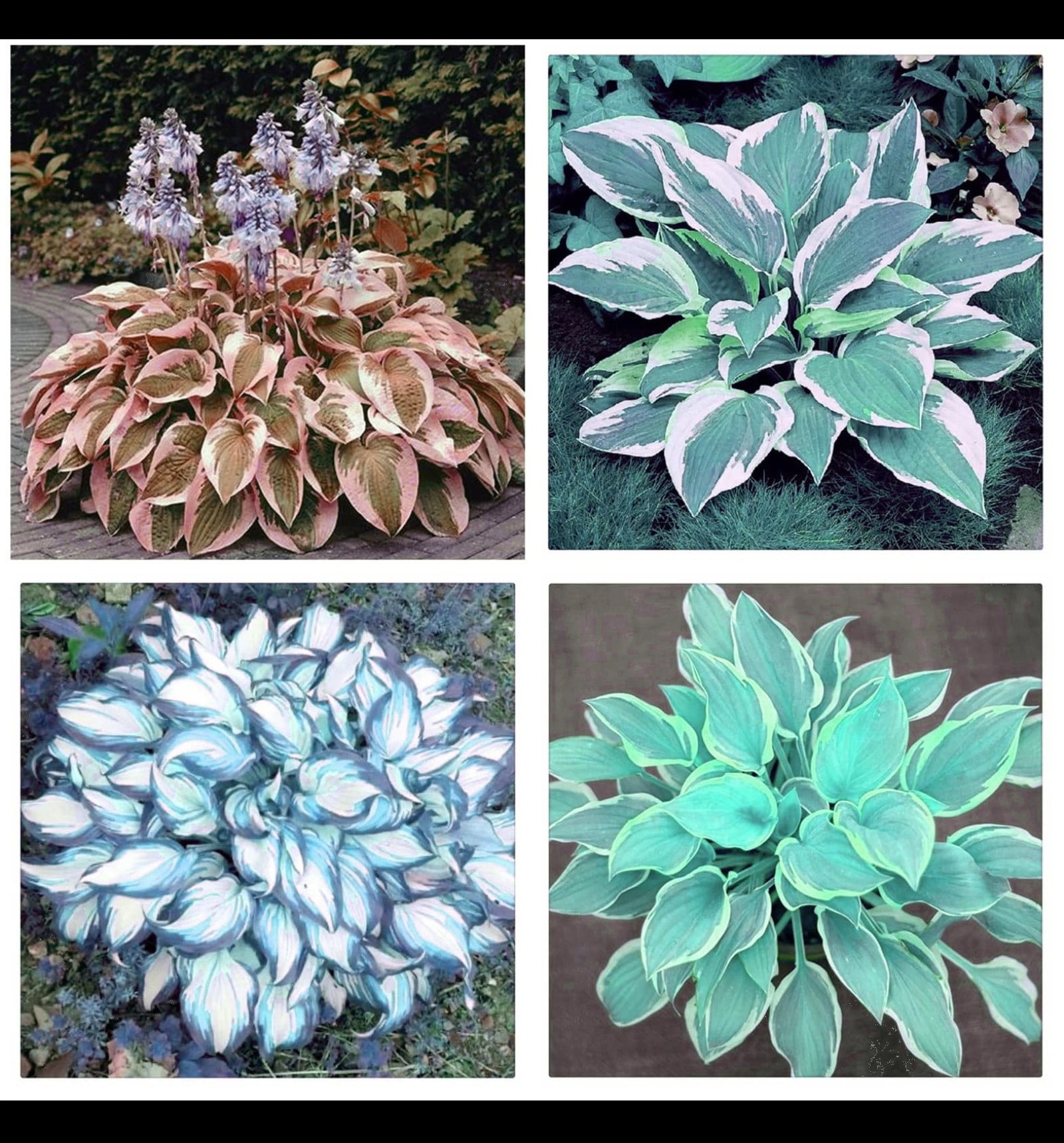 Funkien,Hosta For Planting Perennial,Beautify Environment,Outdoor,Pots ...