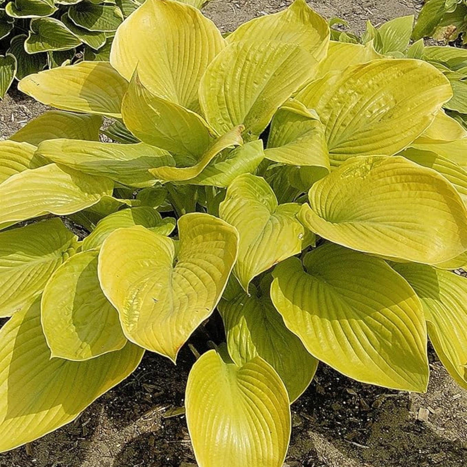 Funkien,Hosta For Planting Perennial,Beautify Environment,Outdoor,Pots ...