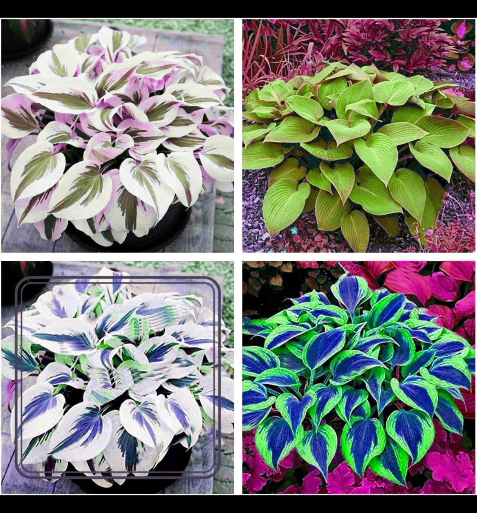 Funkien,Hosta For Planting Perennial,Beautify Environment,Outdoor,Pots ...