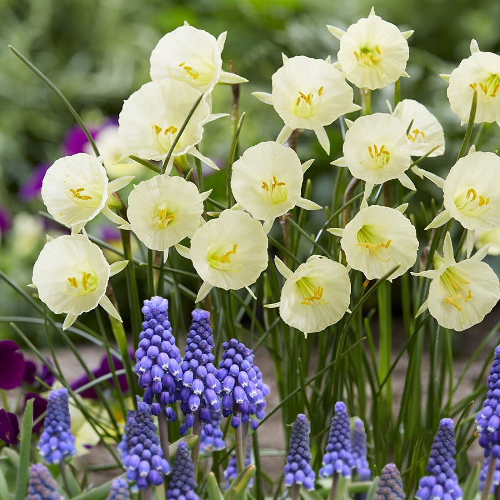 Funky Blue Trumpets Blend Flower Bulbs - 25 Bulbs per Pack - Attracts ...