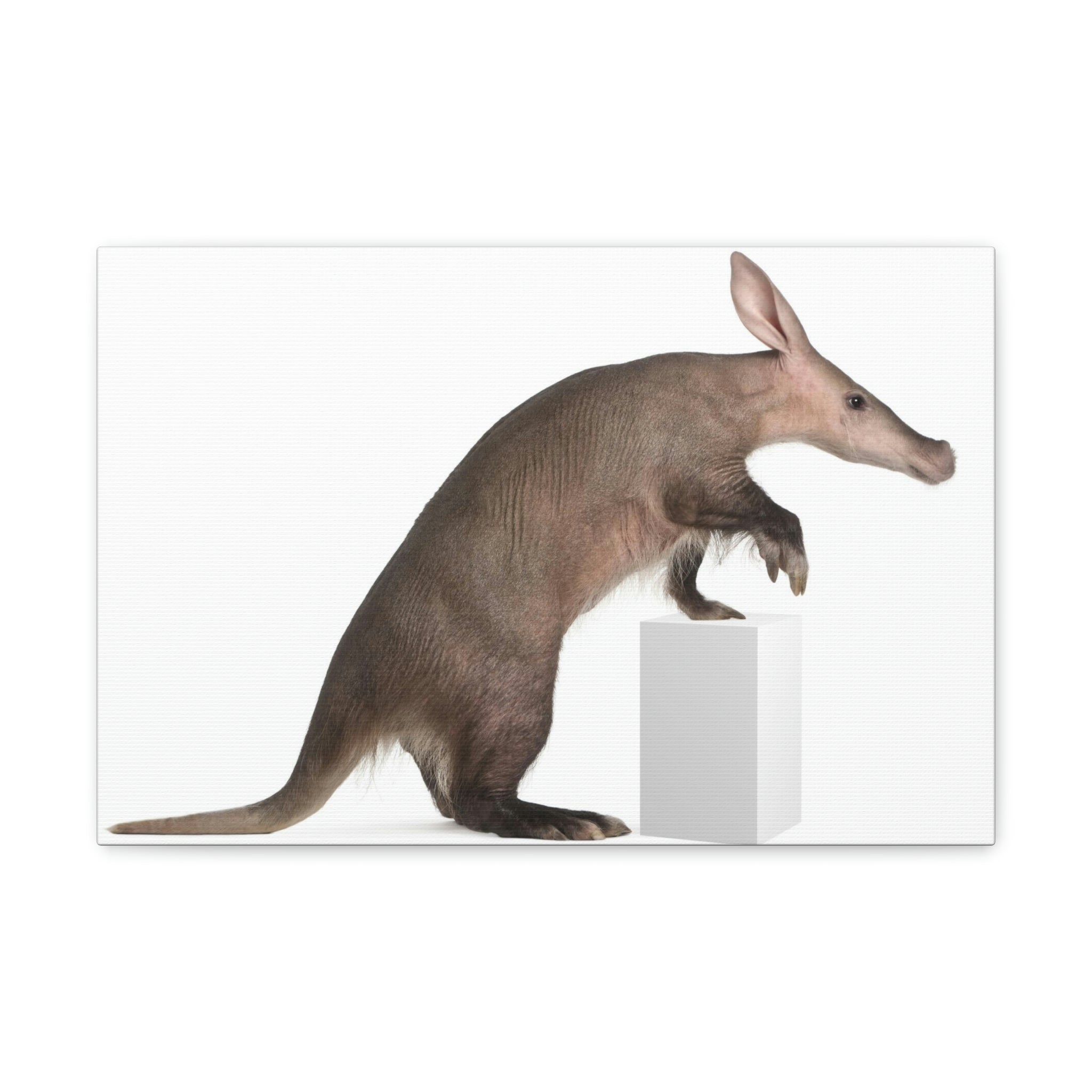 Funny Aardvark Silly Funny Aardvark Inside Wall Art Ready to Hang ...