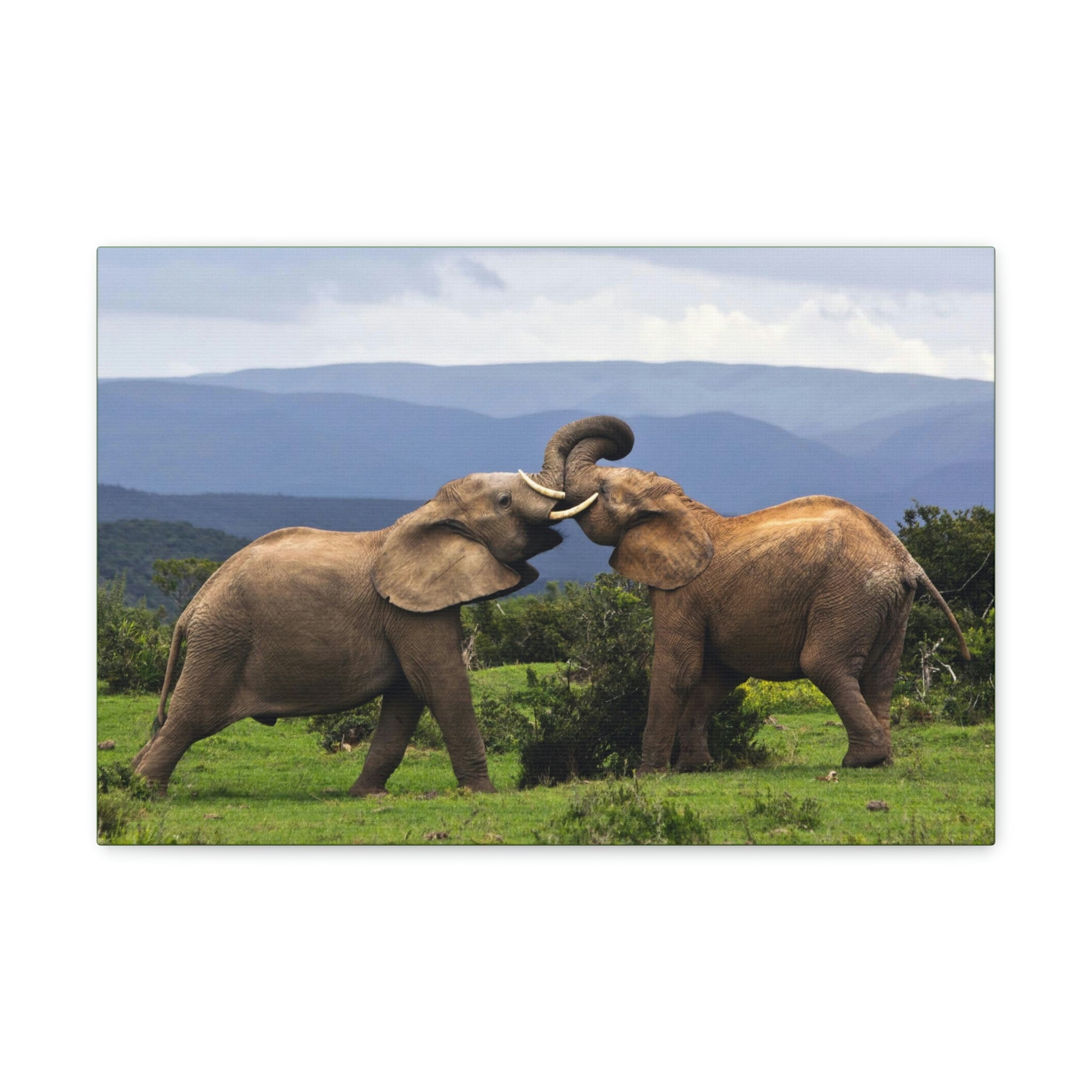 Funny African Elephant Silly African Elephant Couple Wall Art Ready to ...