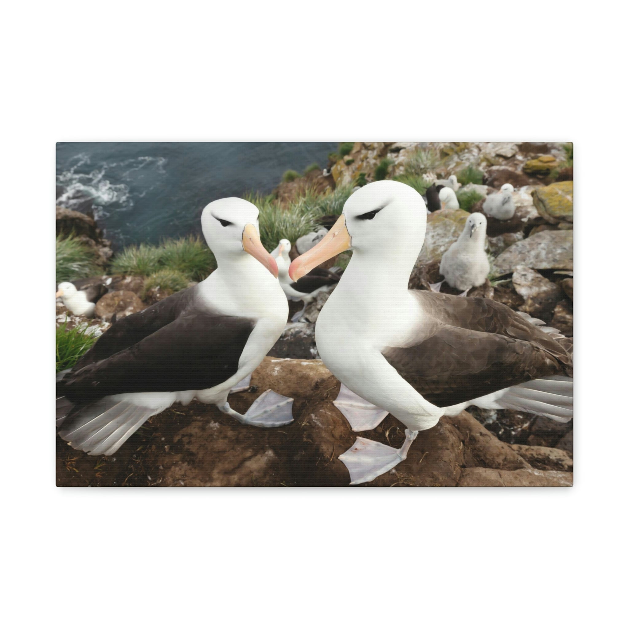 Funny Albatross Kissing Close Up Outside Wall Art Ready to Hang ...