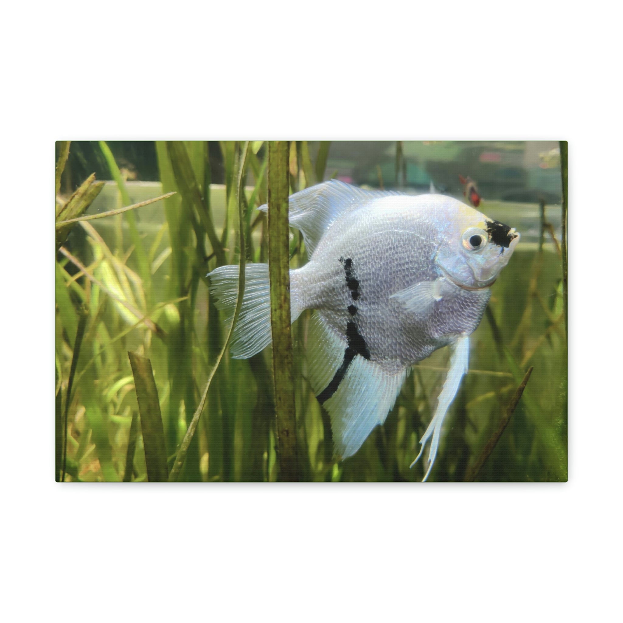Funny Angel Fish Silly Angel Fish Inside Wall Art Ready to Hang ...