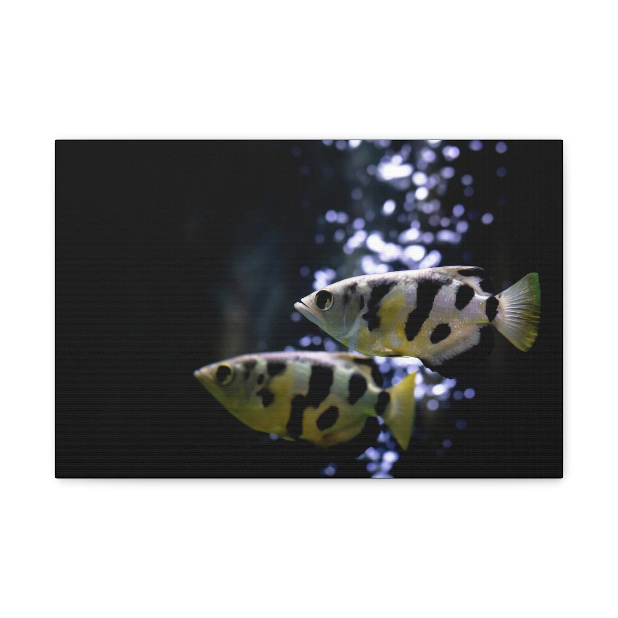 Funny Archer Fish Silly Archer Fish Couple Wall Art Ready to Hang ...