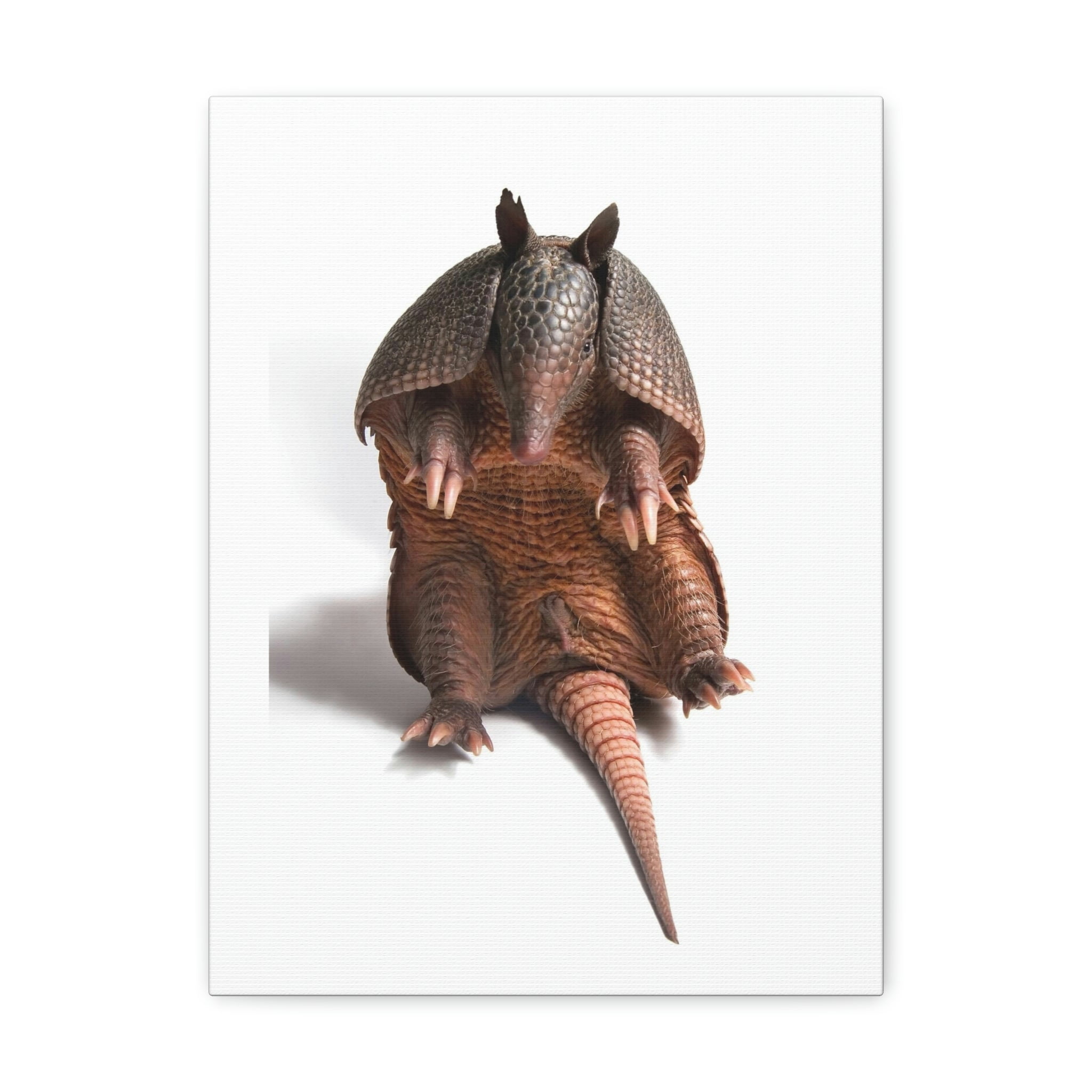 Funny Armadillo Silly Armadillo Inside Wall Art Ready to Hang Unframed - Walmart.com