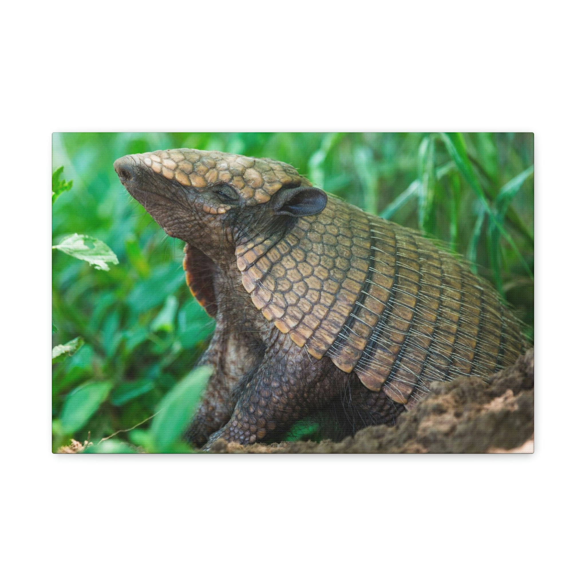 Funny Armadillo Silly Armadillo Outside Wall Art Ready to Hang Unframed - Walmart.com