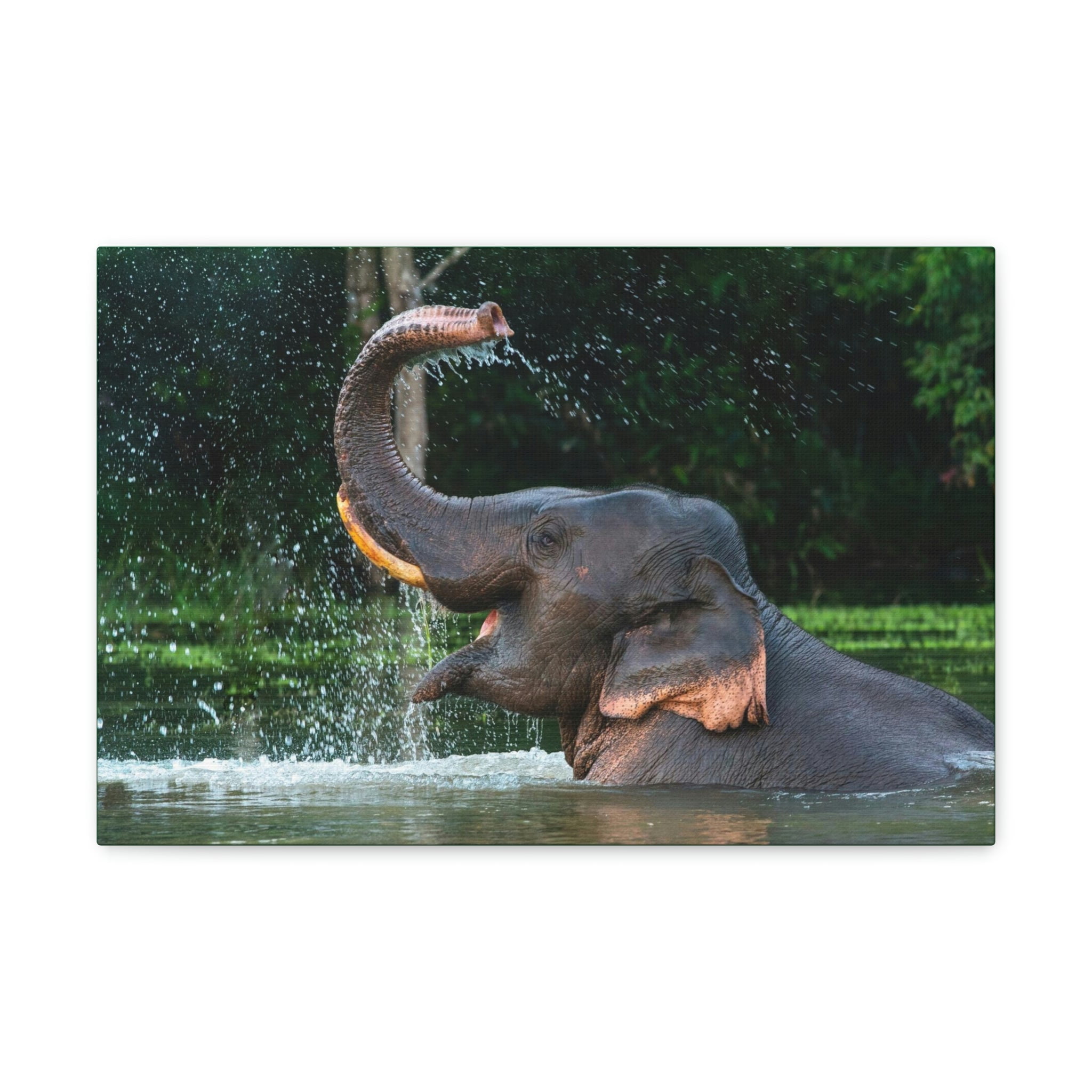 Funny Asian Elephant Silly Asian Elephant Outside wall Art Ready to ...