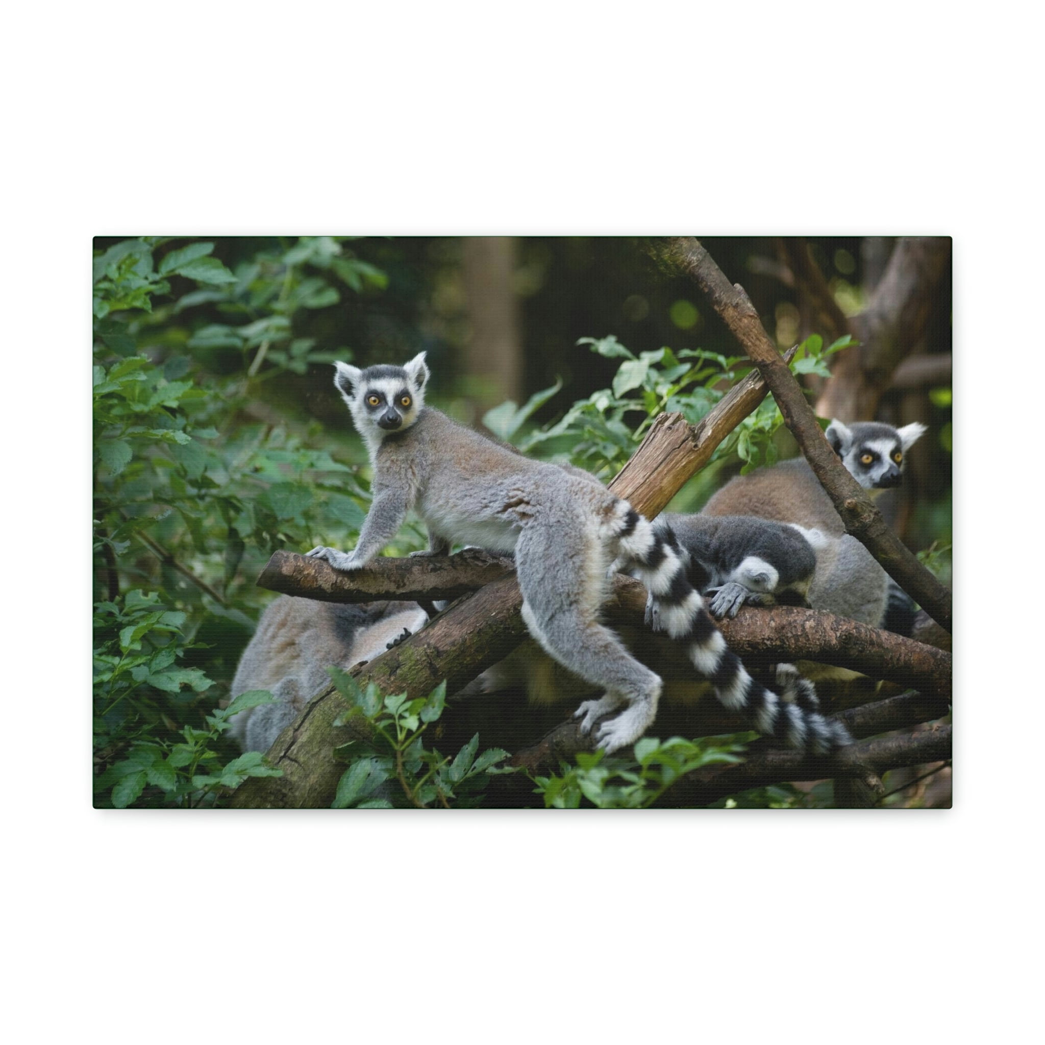 Funny Aye-Aye Silly Aye-Aye Couple Wall Art Ready to Hang Unframed ...