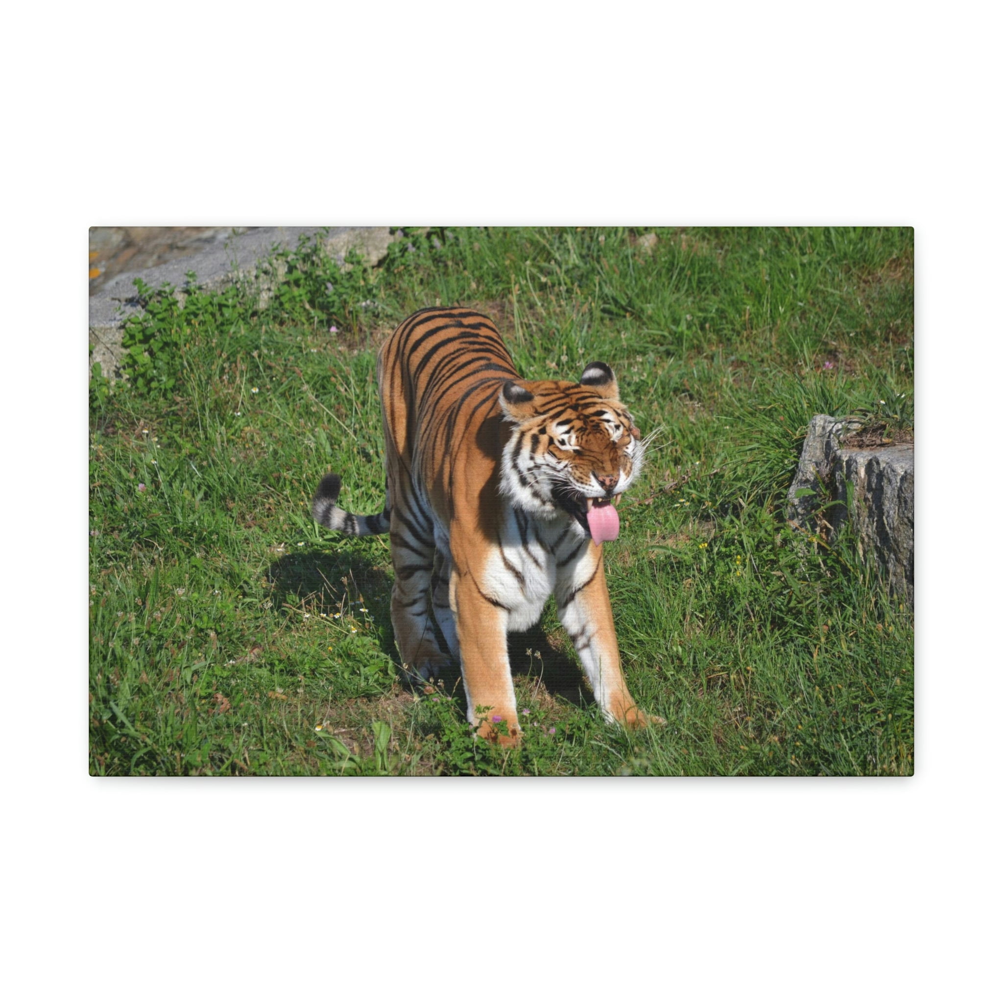 Funny Bangle Tiger in a Zoo Outside Wall Art Ready to Hang Unframed - Walmart.com