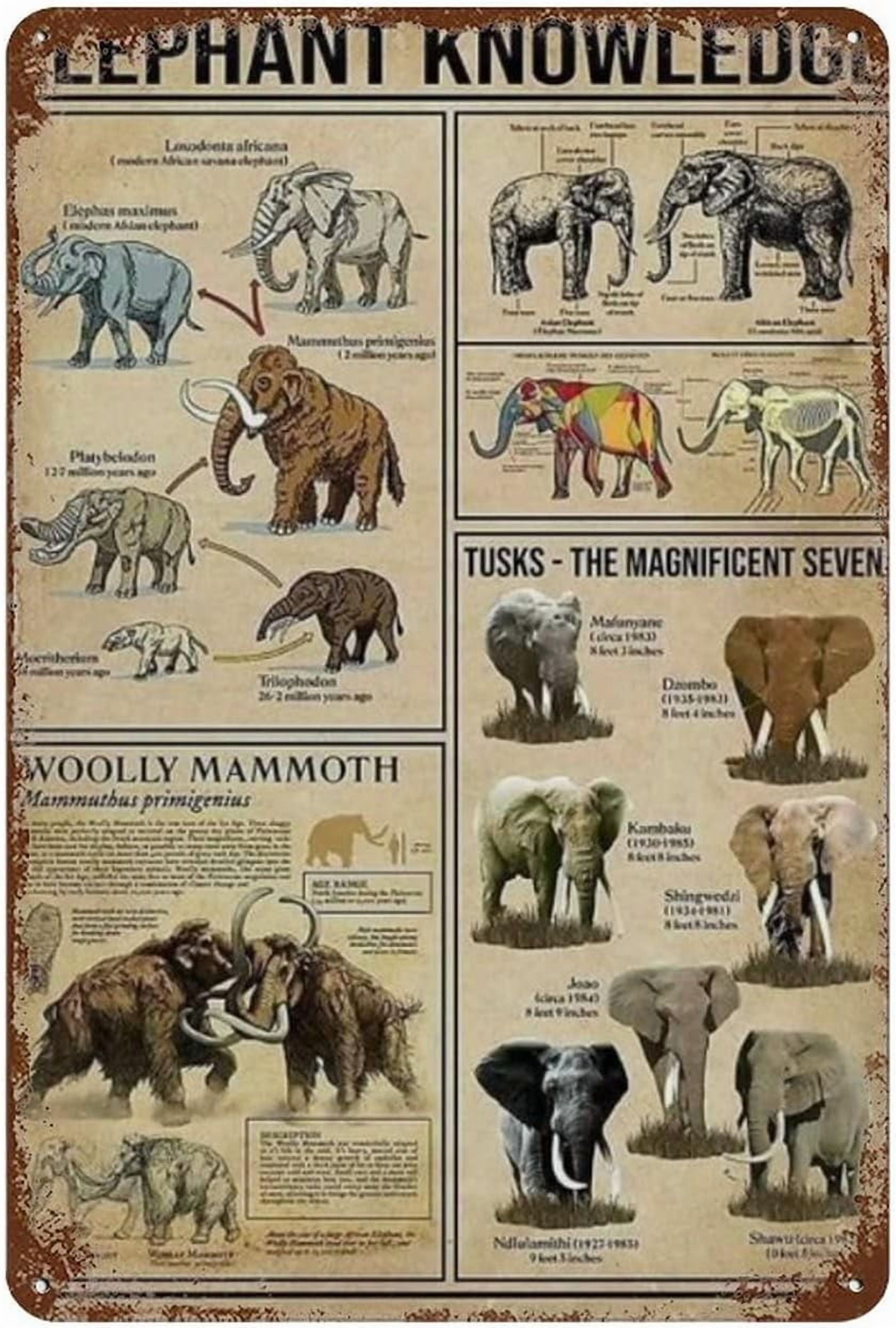 Funny Elephant Knowledge Tin Sign Bar Bar Restaurant Cafe Frame Wall ...