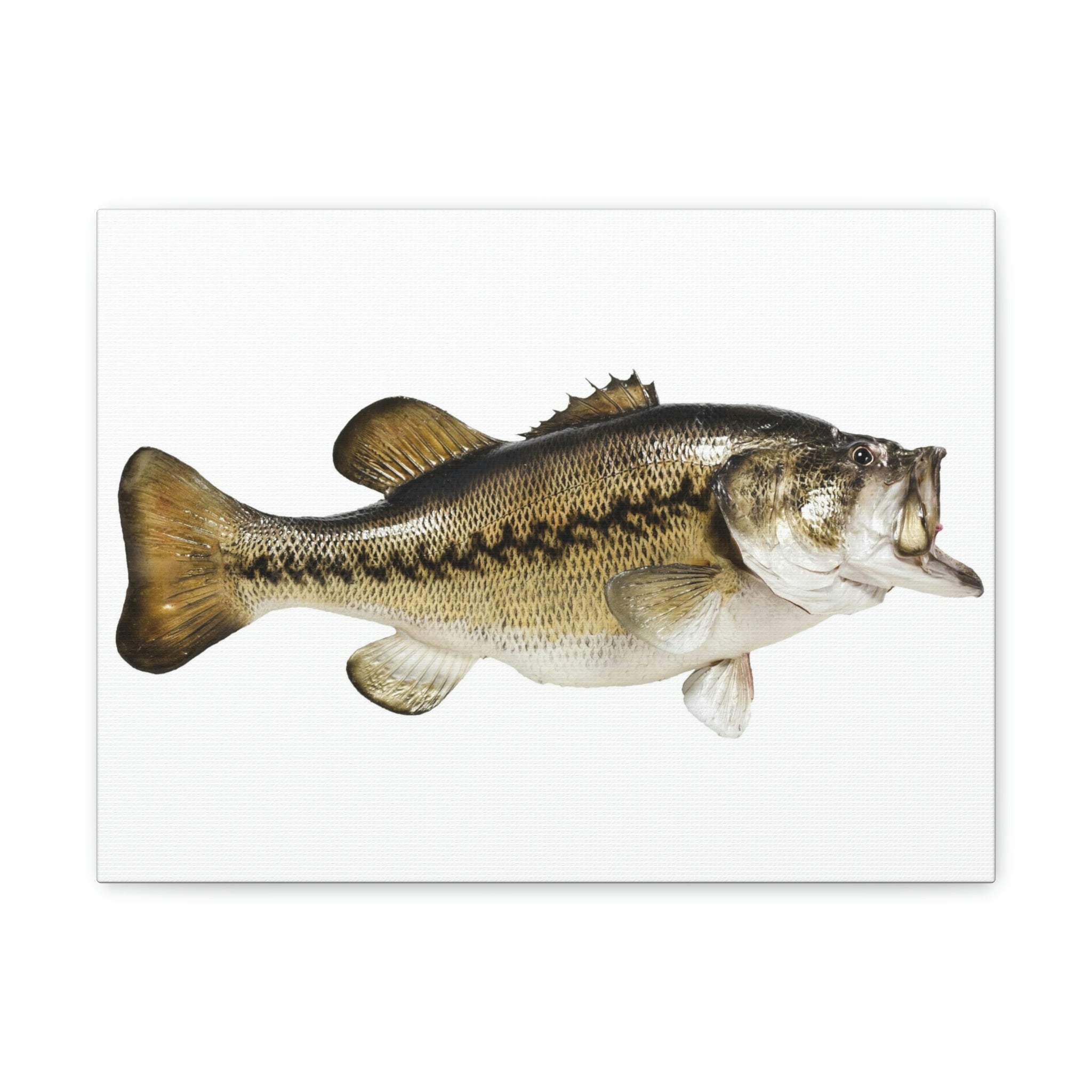 Funny Isolated Bass Print Animal Wall Art Wildlife Canvas Prints Wall ...