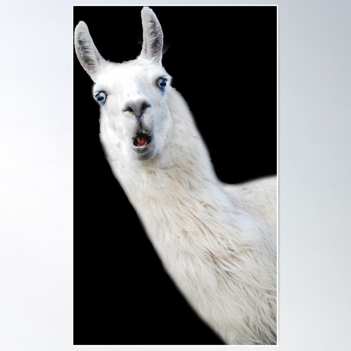 Funny Llama Poster Wall Art, Modern Wall Decor For Living Room Bedroom ...
