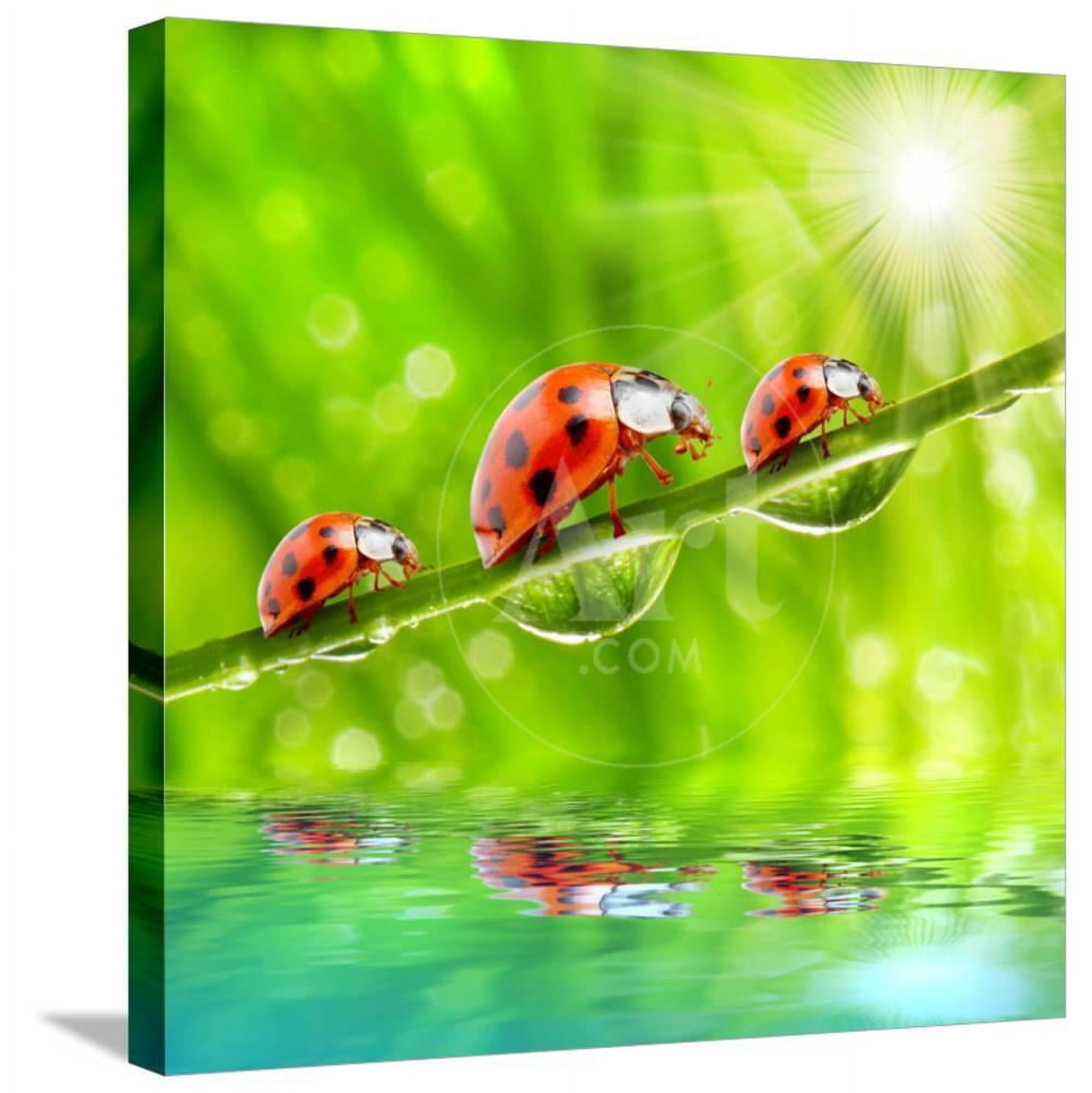 Funny Picture Of The Ladybugs Family Running On A Grass Bridge Over A ...