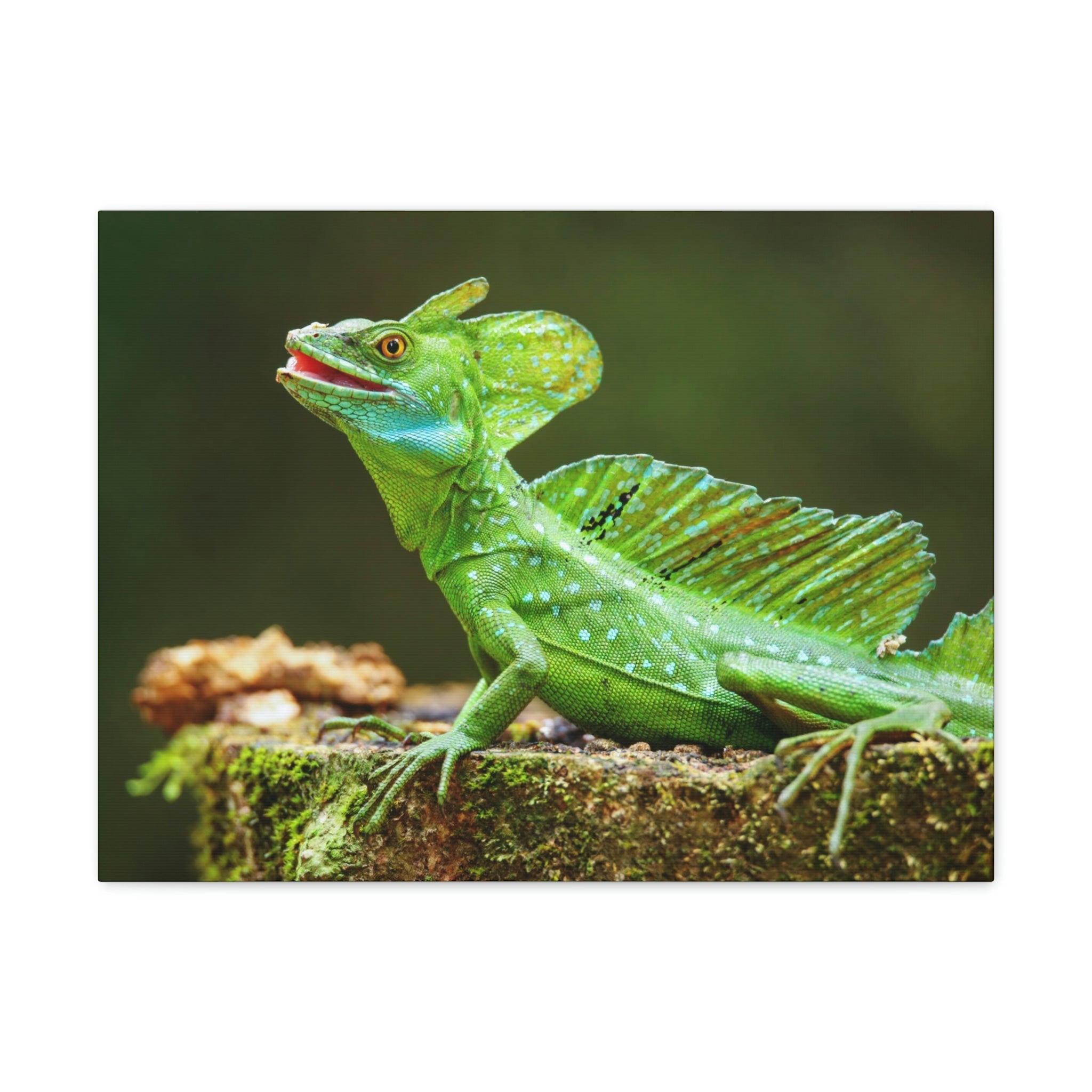 Funny Smiling Basilisk Outside Wall Art Ready to Hang Unframed ...