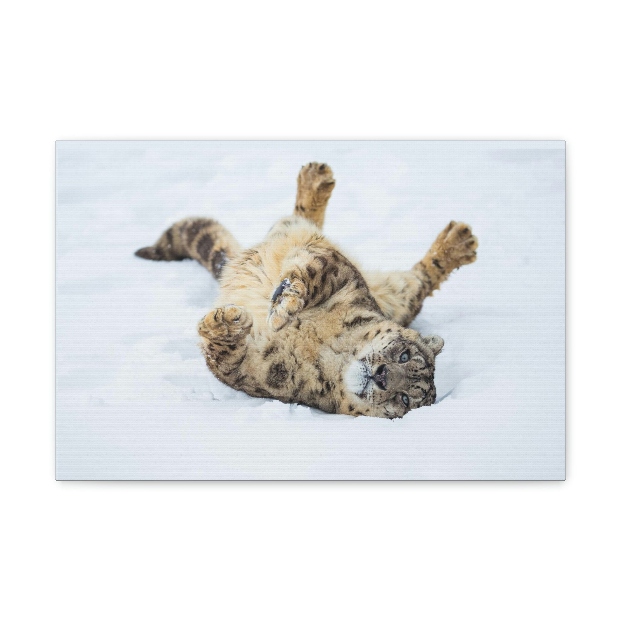Funny Snow Leopard Silly Snow Leopard Inside Wall Art Ready to Hang ...